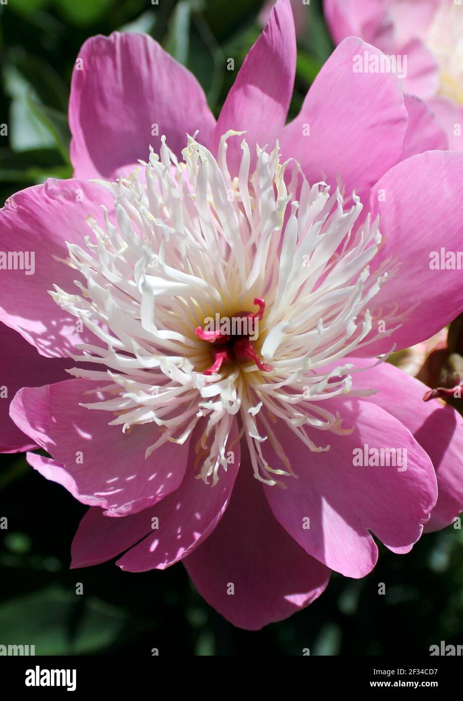 Strikingly beautiful Peony variety taken in an English country garden ...