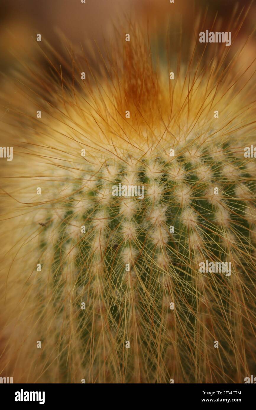 closeup of a cactus with soft white and yellow spines Stock Photo - Alamy
