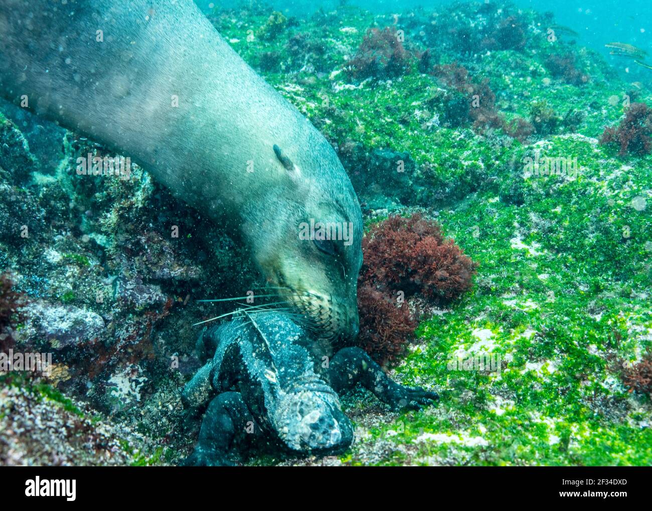 Sealion plays with Marina iguana diving in the ocean, Galapagos Stock ...