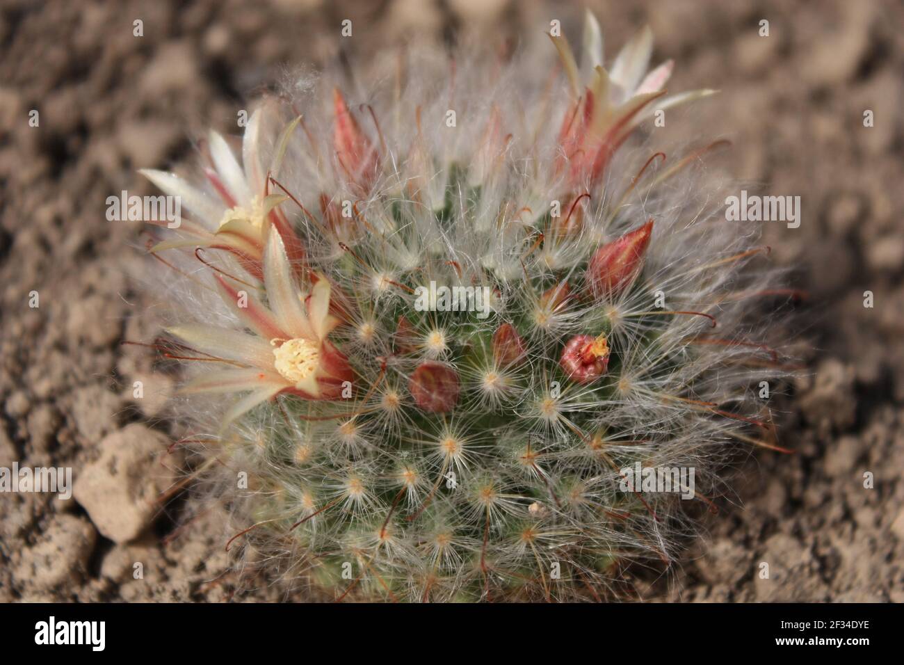 small cactus with soft white spines and blooms Stock Photo - Alamy