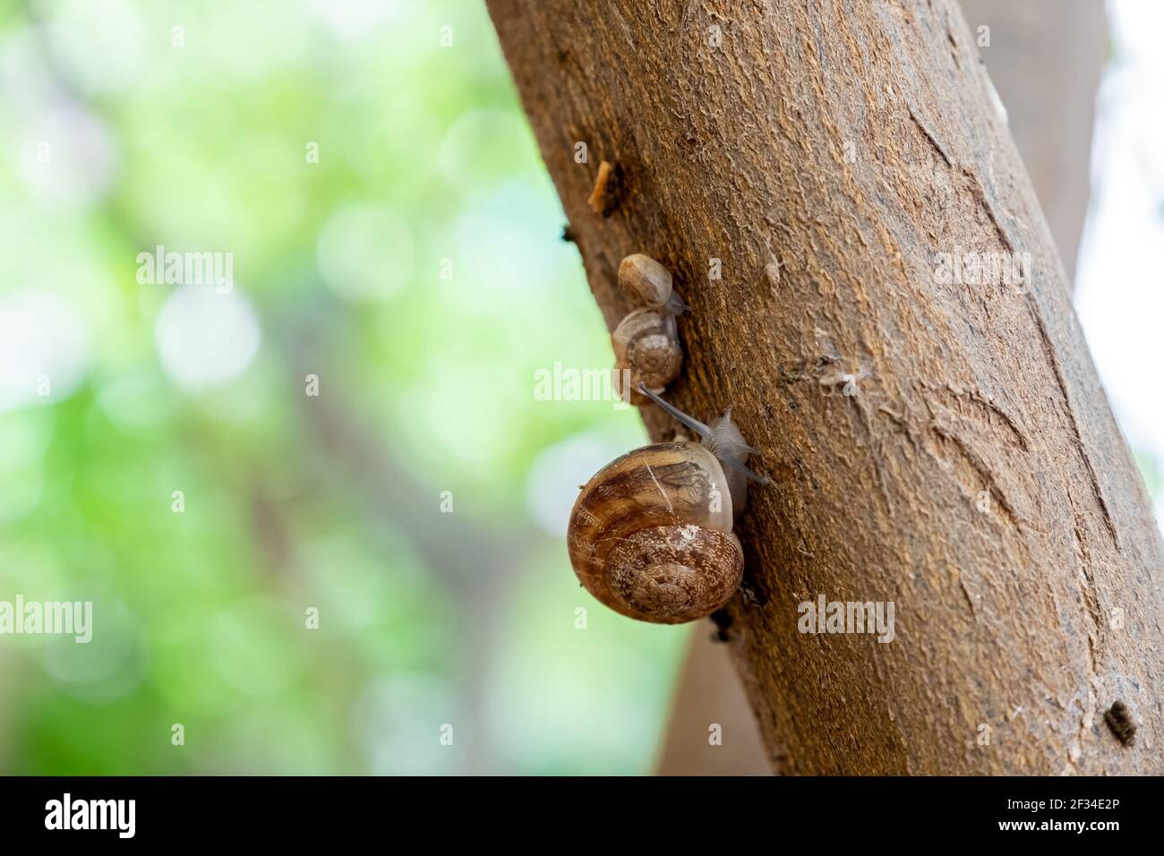 Big garden snail climbing hi-res stock photography and images - Alamy