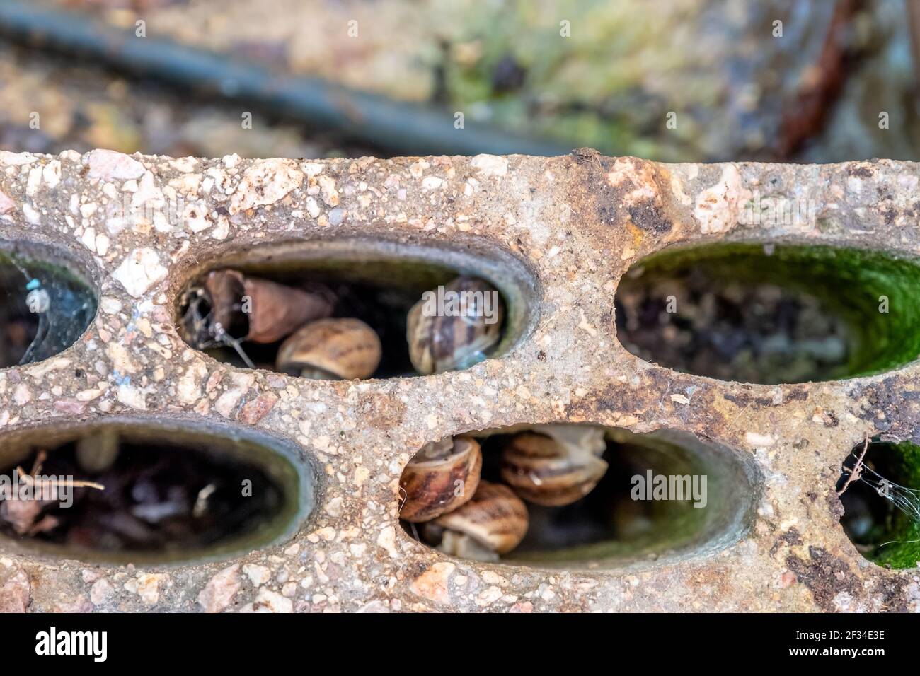 Clam shell hole hi-res stock photography and images - Alamy