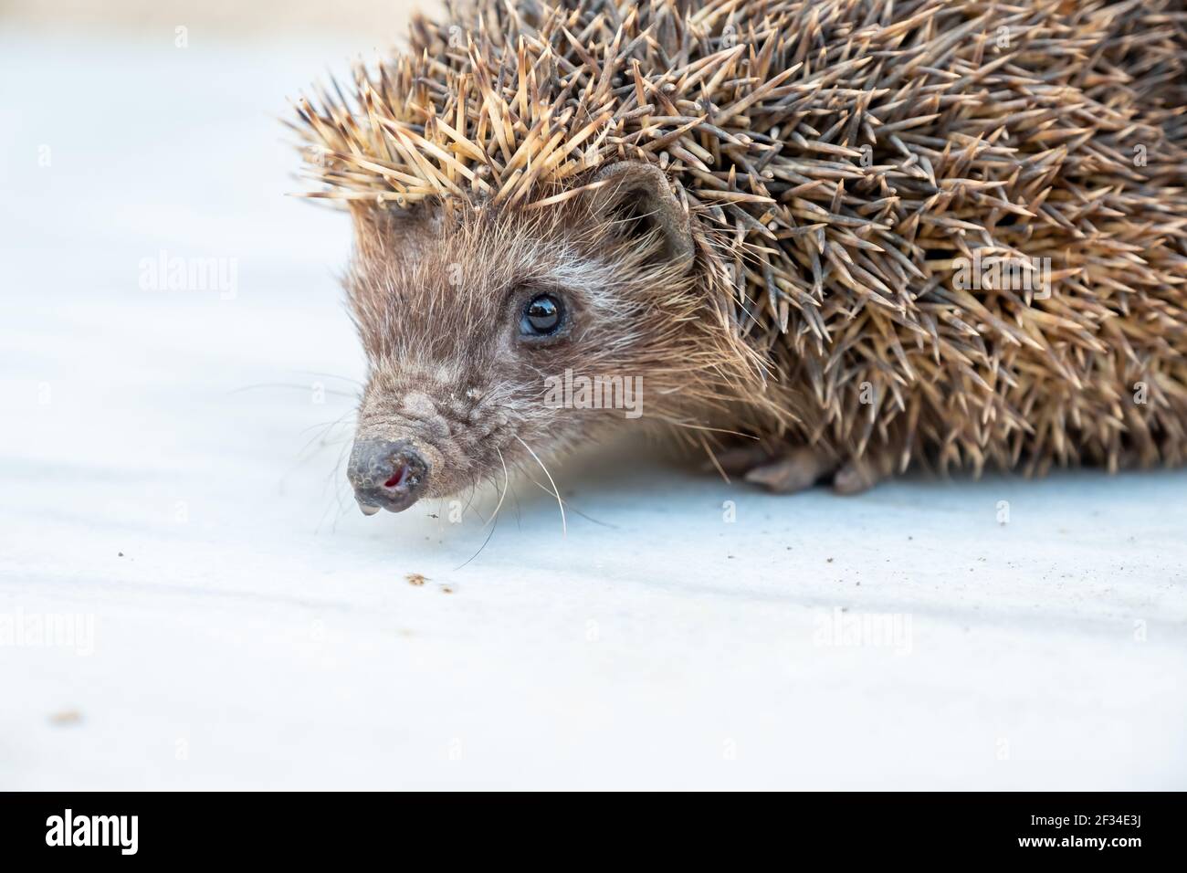 Happy spiky hedgehog being photographed Stock Photo - Alamy