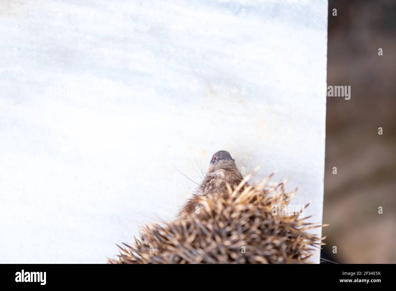 Happy spiky hedgehog being photographed Stock Photo - Alamy