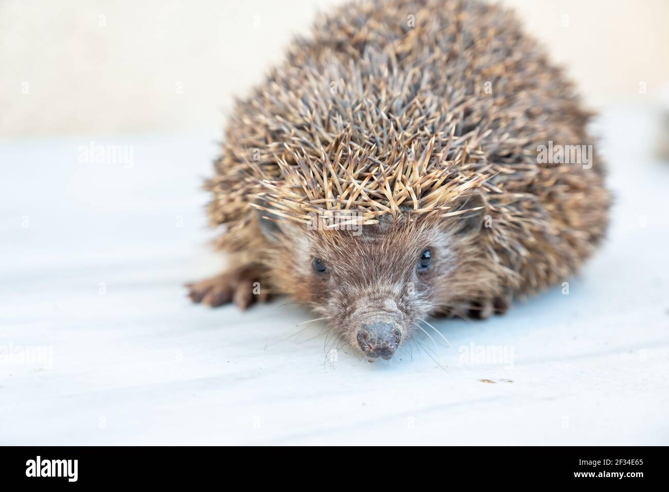 Happy spiky hedgehog being photographed Stock Photo - Alamy