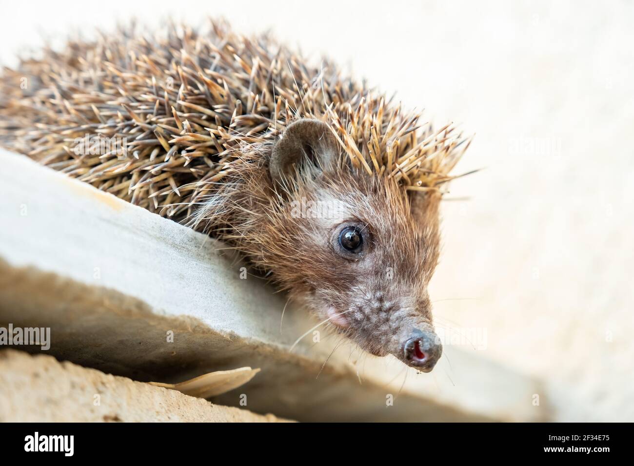 Happy spiky hedgehog being photographed Stock Photo - Alamy