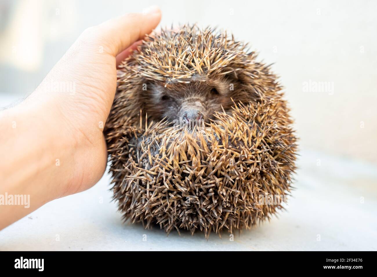 Spiky hedgehog being hold gently by man hands Stock Photo - Alamy