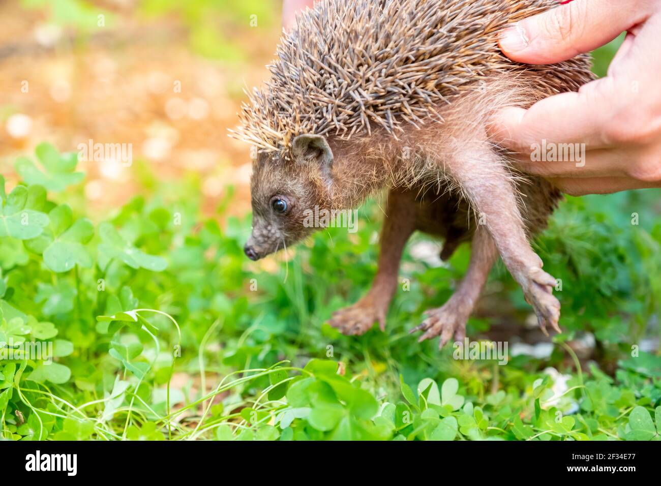 Hedgehog enjoying his life in different ways Stock Photo - Alamy