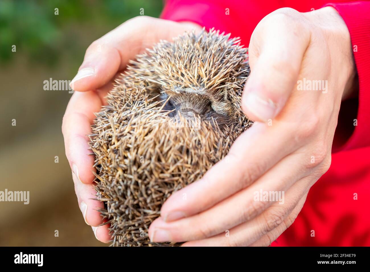 Hedgehog enjoying his life in different ways Stock Photo - Alamy