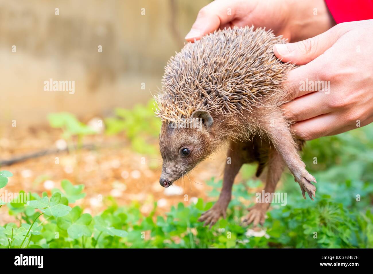Hedgehog enjoying his life in different ways Stock Photo - Alamy