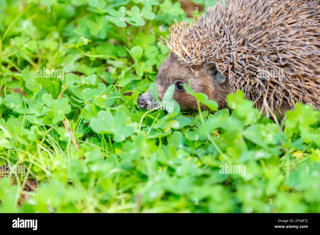 Hedgehog enjoying his life in different ways Stock Photo - Alamy