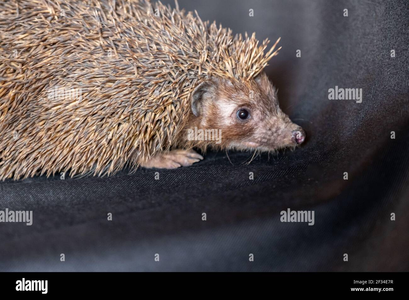 Happy spiky hedgehog being photographed Stock Photo - Alamy