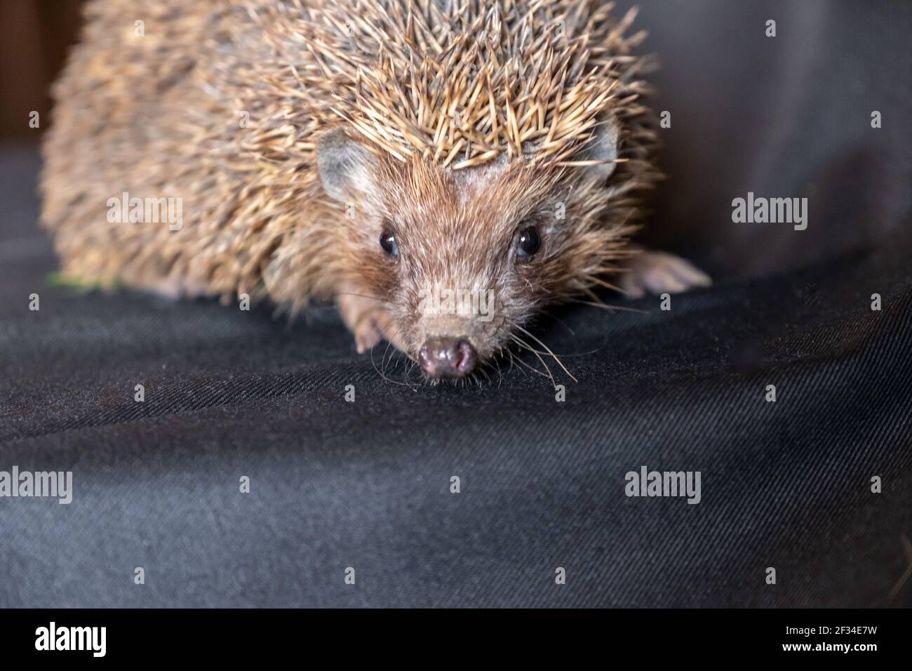 Happy spiky hedgehog being photographed Stock Photo - Alamy