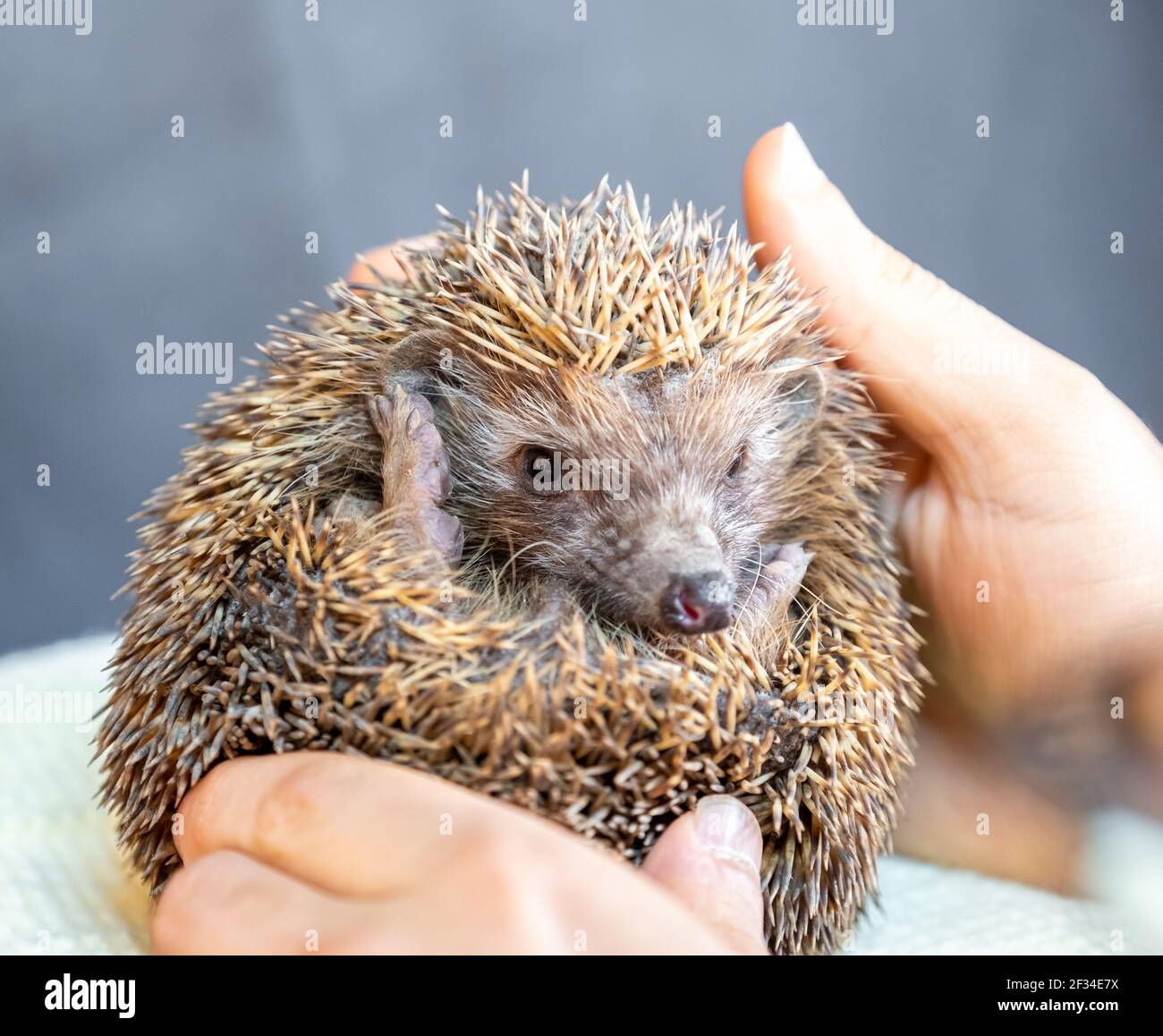 Spiky hedgehog being hold gently by man hands Stock Photo - Alamy
