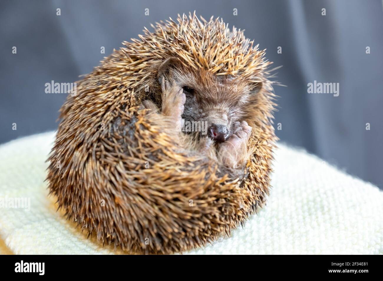 Happy spiky hedgehog being photographed Stock Photo - Alamy