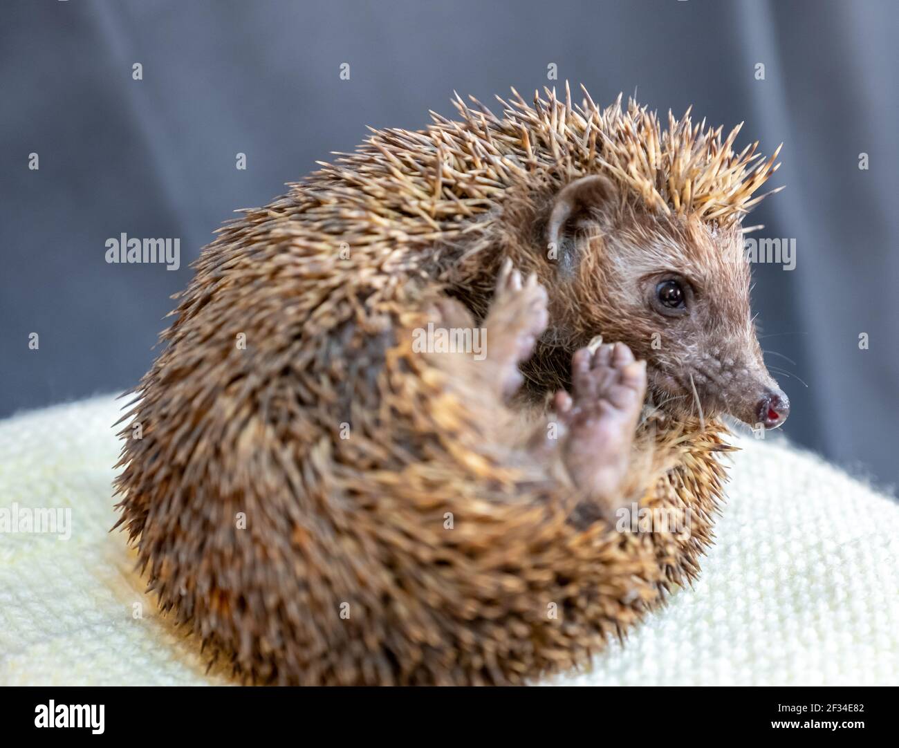 Happy spiky hedgehog being photographed Stock Photo - Alamy