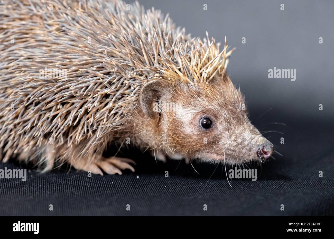 Happy spiky hedgehog being photographed Stock Photo - Alamy