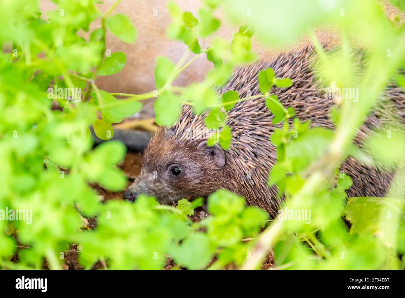 Hedgehog enjoying his life in different ways Stock Photo - Alamy