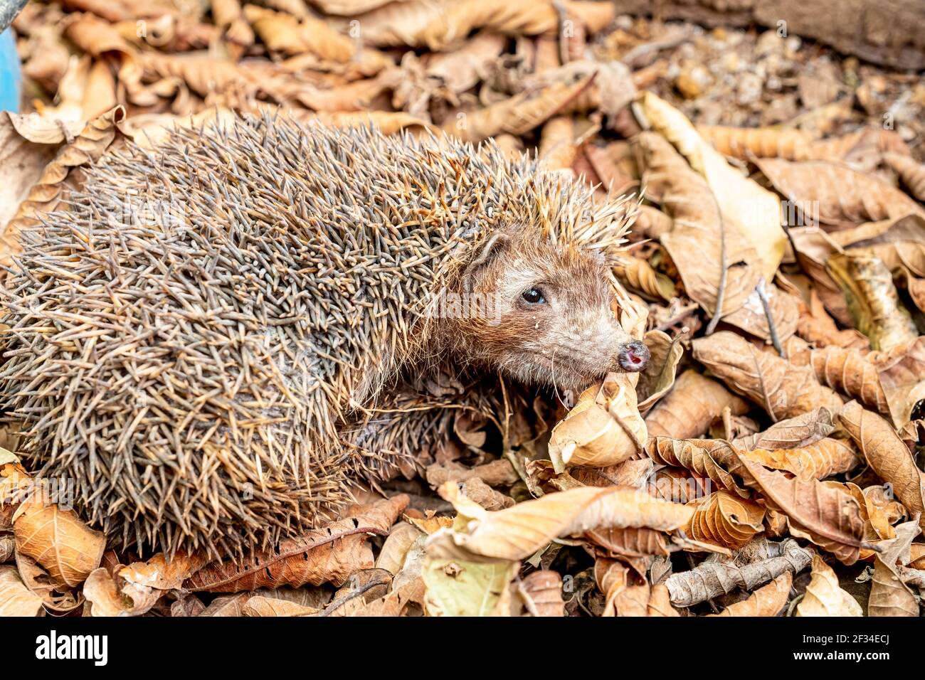 Hedgehog enjoying his life in different ways Stock Photo - Alamy