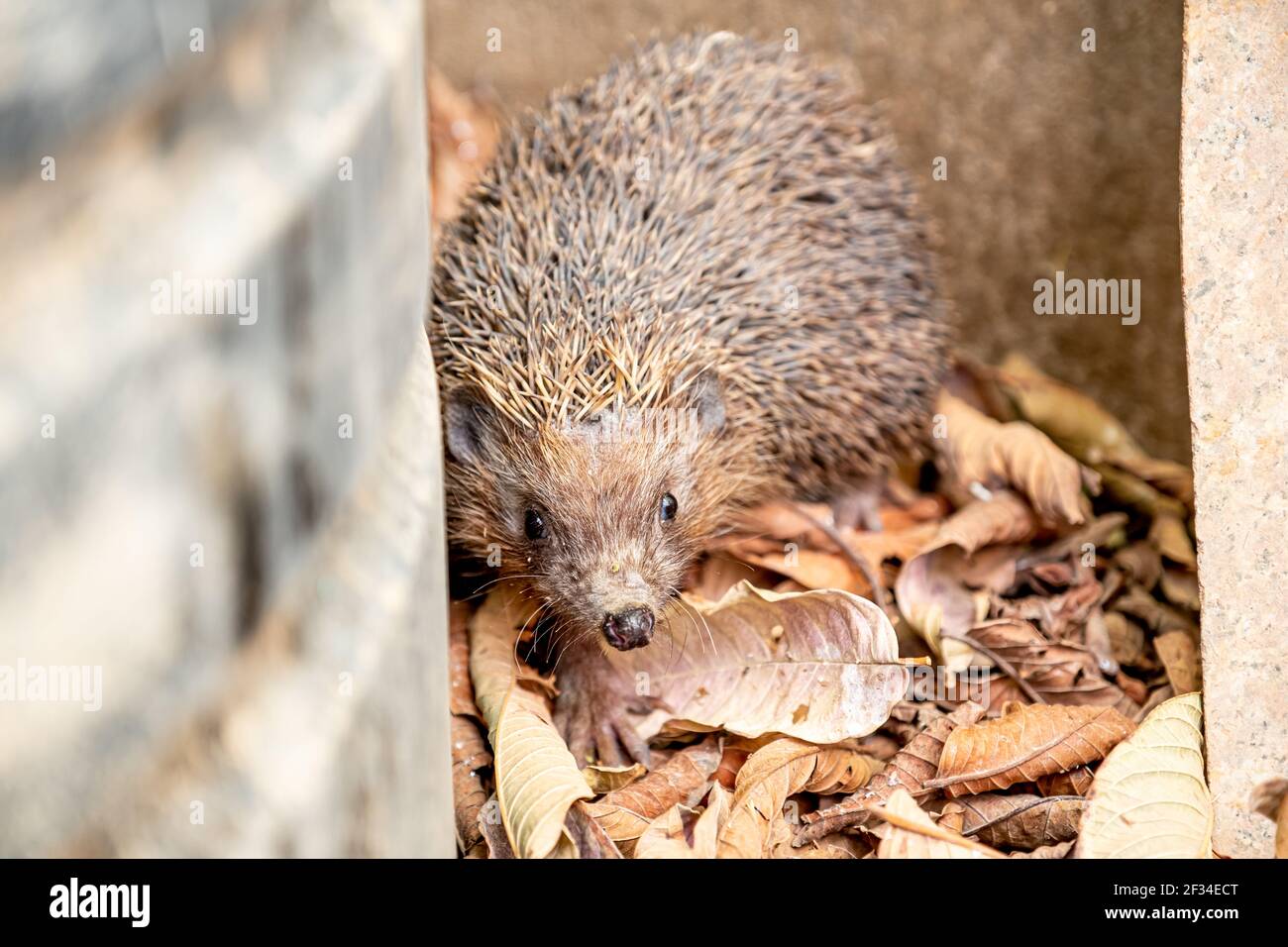 Hedgehog enjoying his life in different ways Stock Photo - Alamy