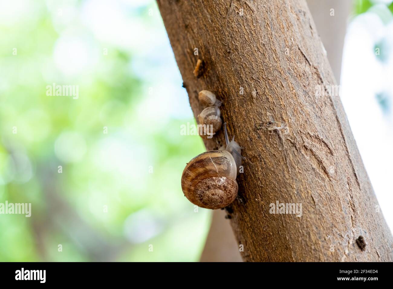 Big snail climbing a tree slowly Stock Photo - Alamy