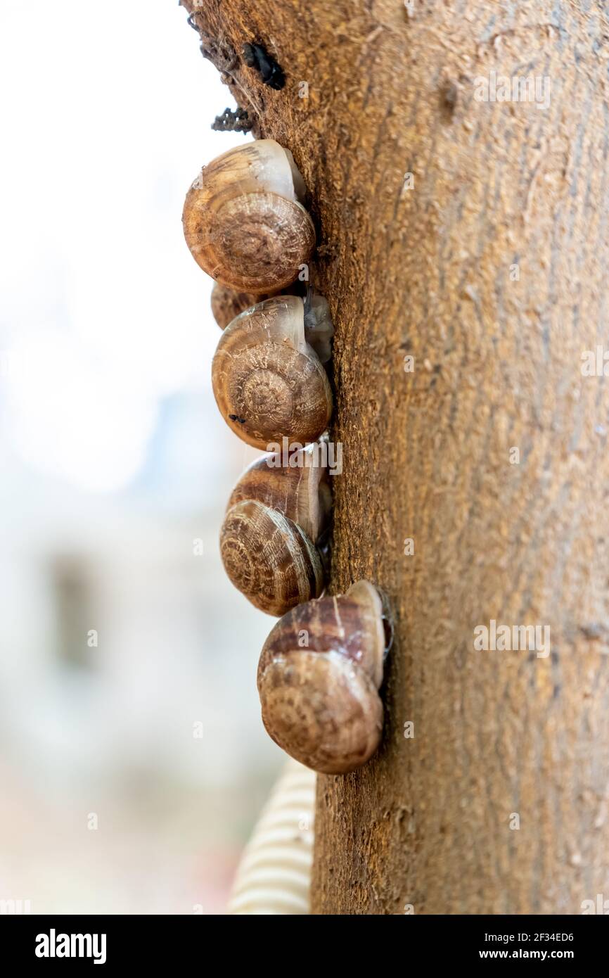 Big snail climbing a tree slowly Stock Photo - Alamy