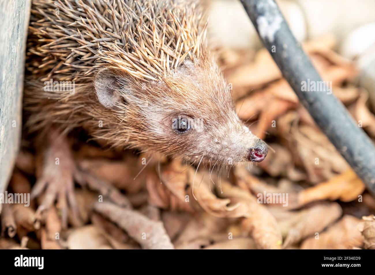 Hedgehog enjoying his life in different ways Stock Photo - Alamy