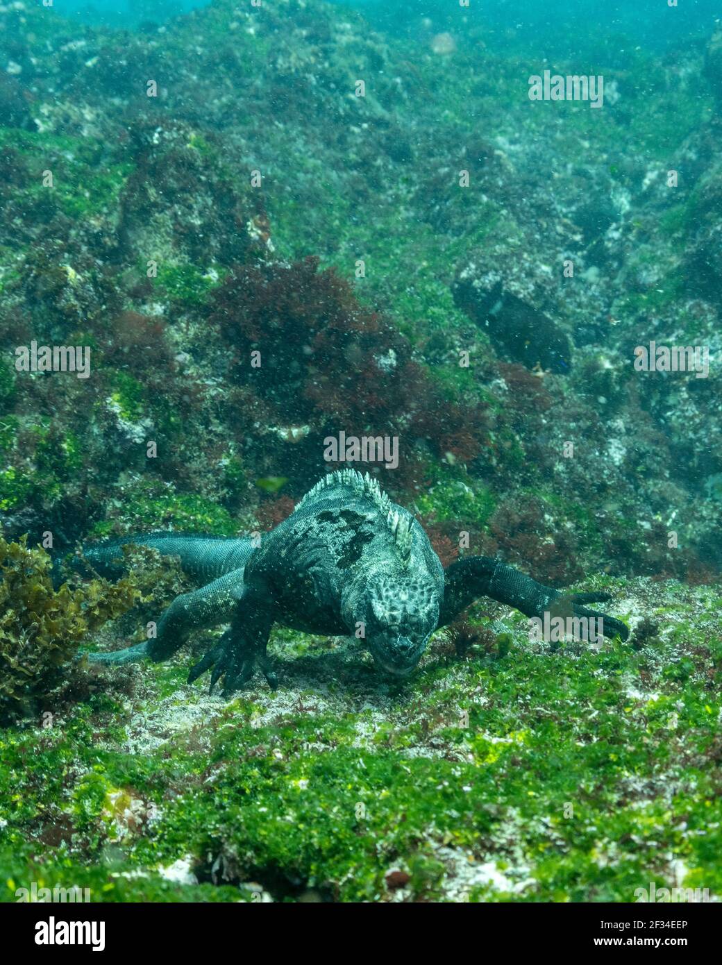 Marina iguana diving in the ocean, Galapagos Stock Photo - Alamy