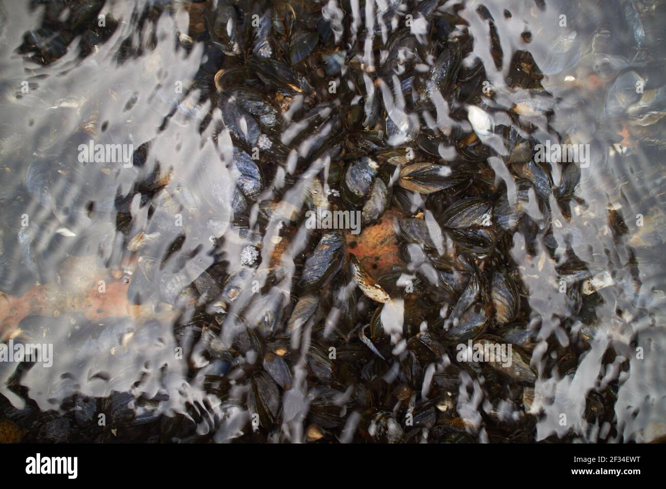 mussels underwater in blue freshwater Stock Photo - Alamy
