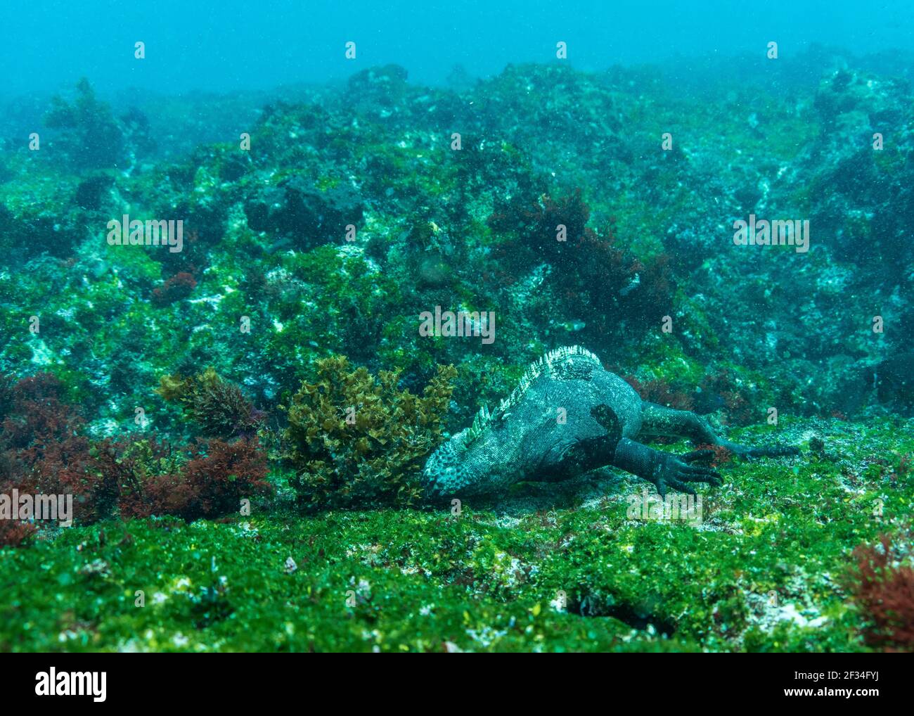 Marina iguana diving in the ocean, Galapagos Stock Photo - Alamy