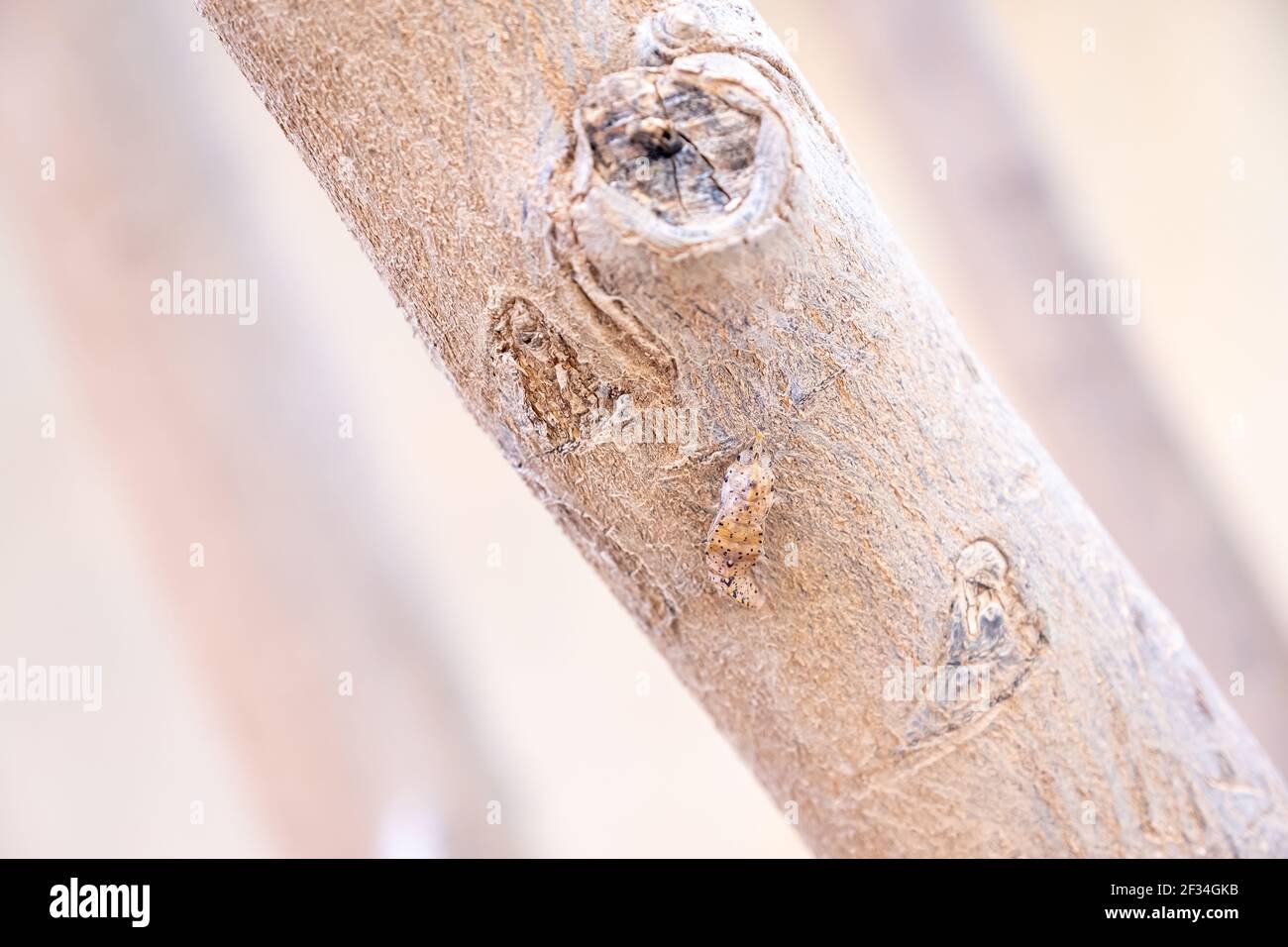 insect on a tree branch with the same colors Stock Photo - Alamy