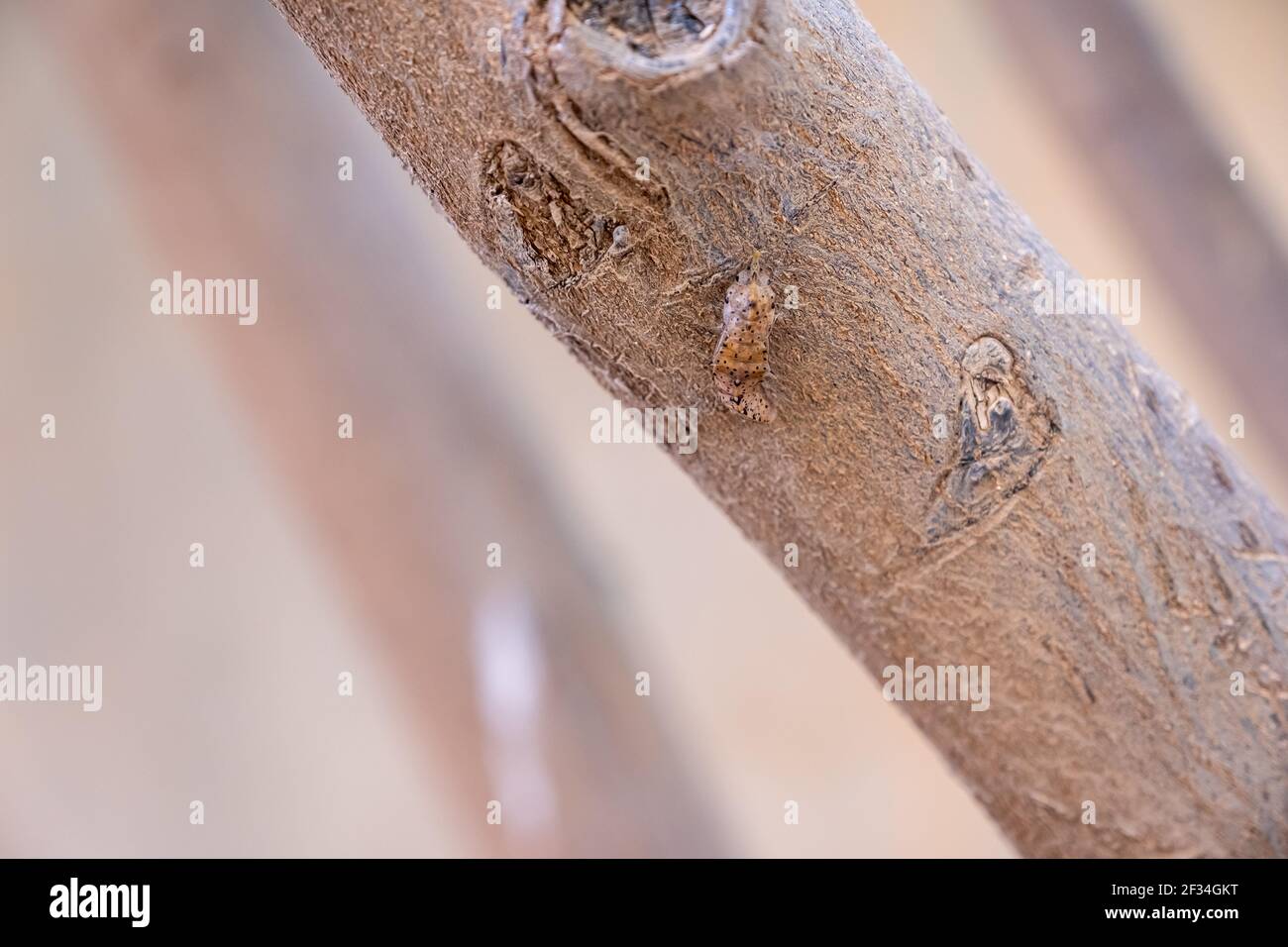 insect on a tree branch with the same colors Stock Photo - Alamy