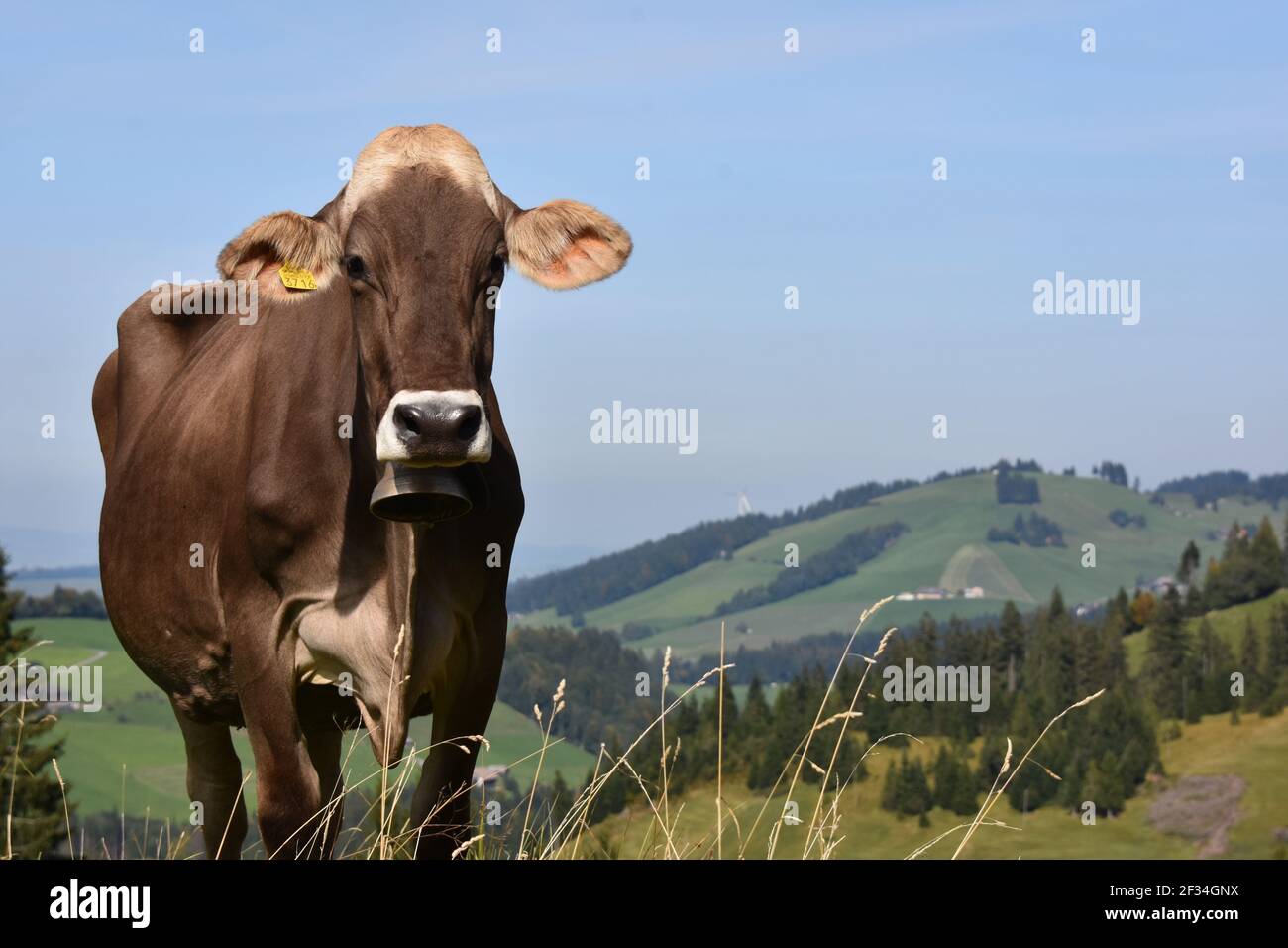 Walking the cows down the alps hi-res stock photography and images - Alamy