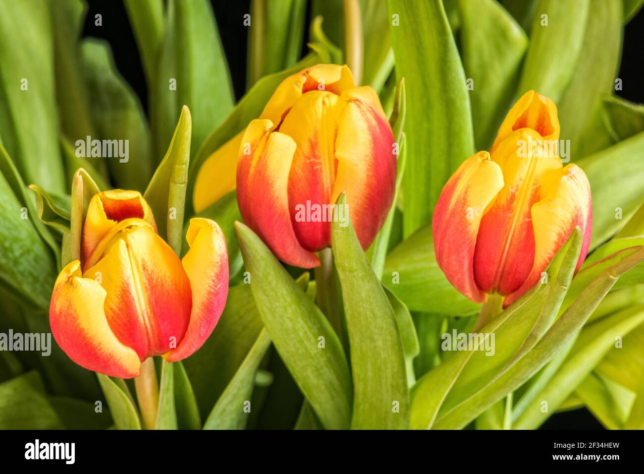 Two tulip varieties hi-res stock photography and images - Alamy