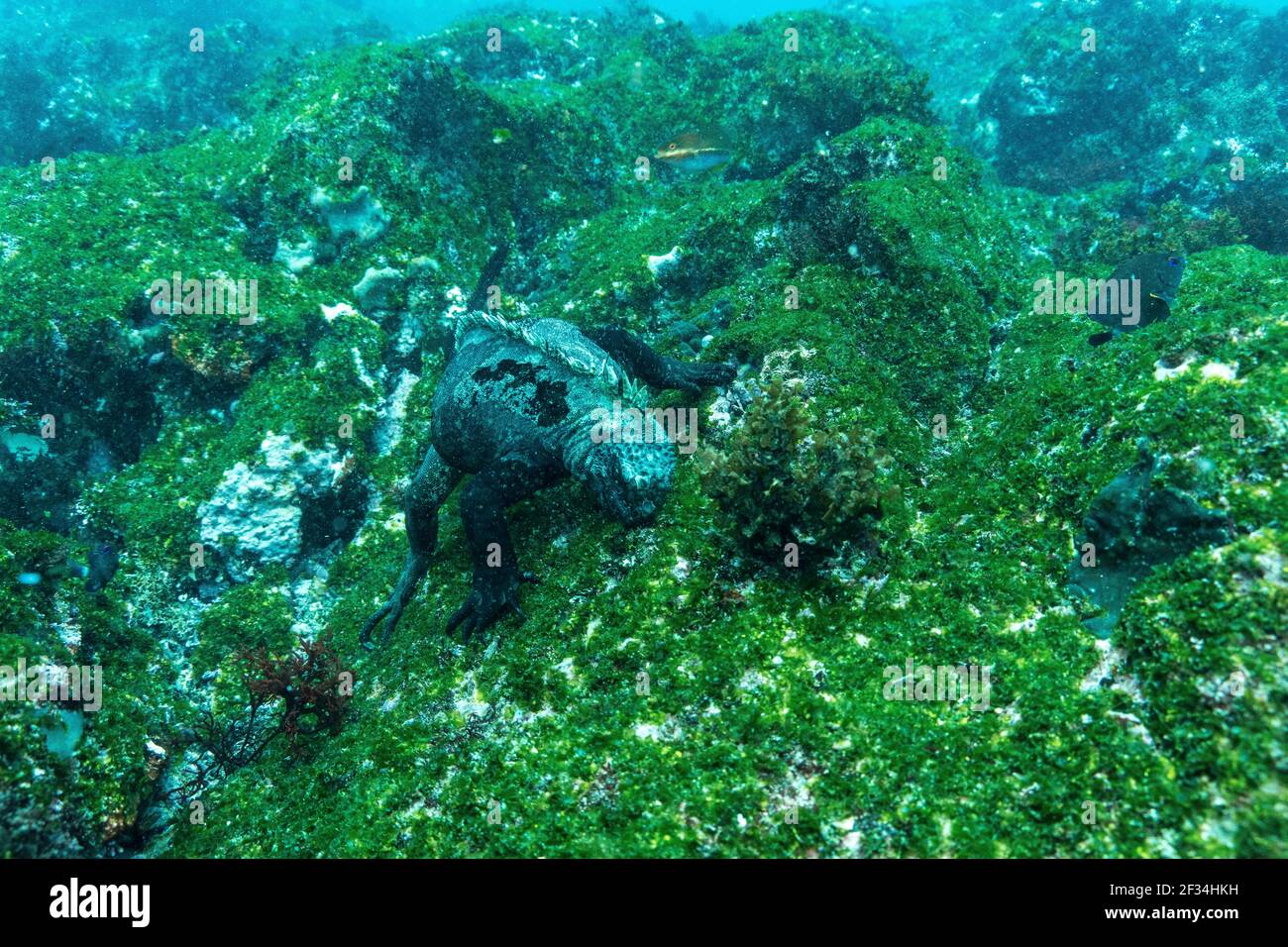 Marina iguana diving in the ocean, Galapagos Stock Photo - Alamy