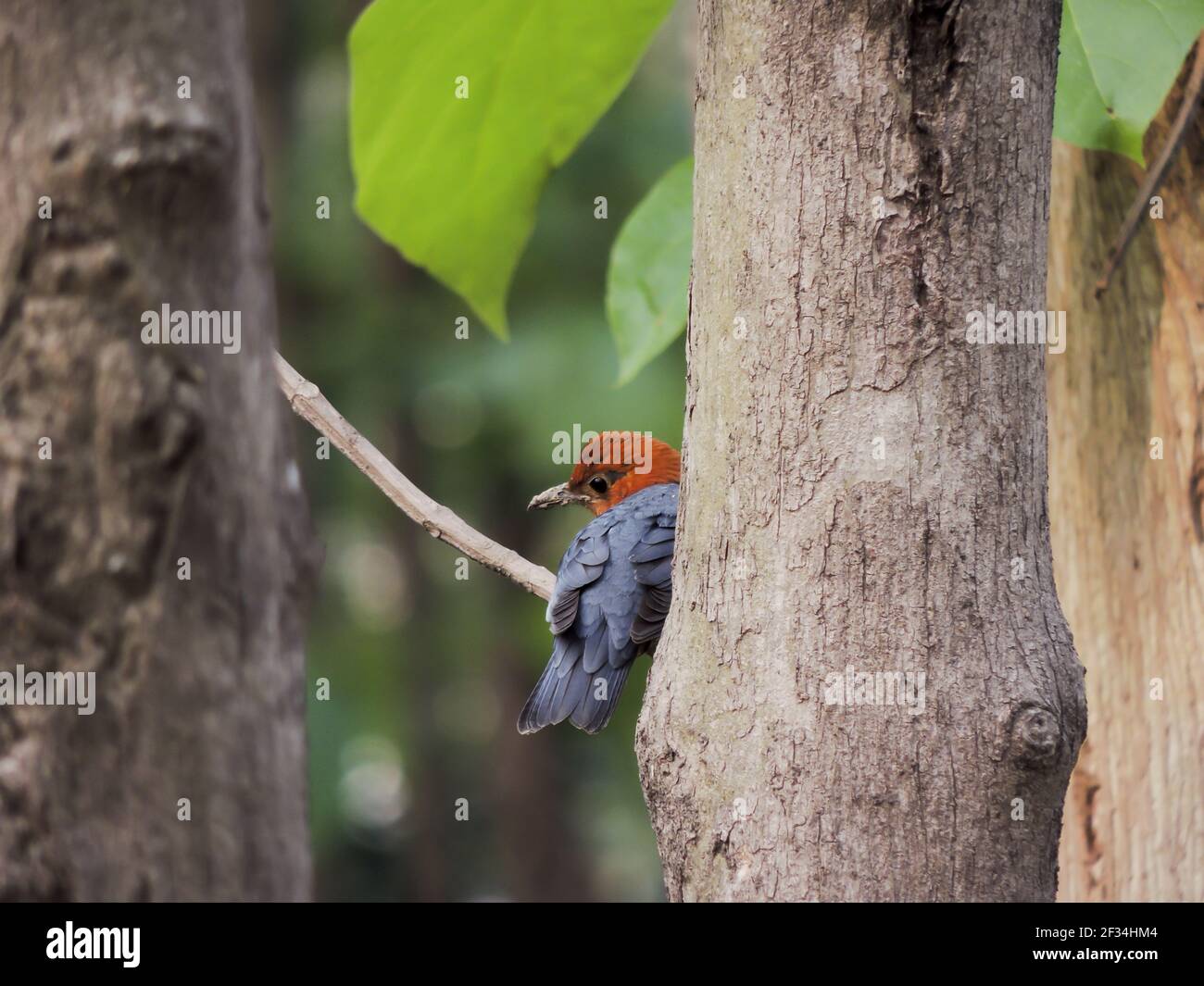 A juvenile bird perched on a tree trunk Stock Photo - Alamy