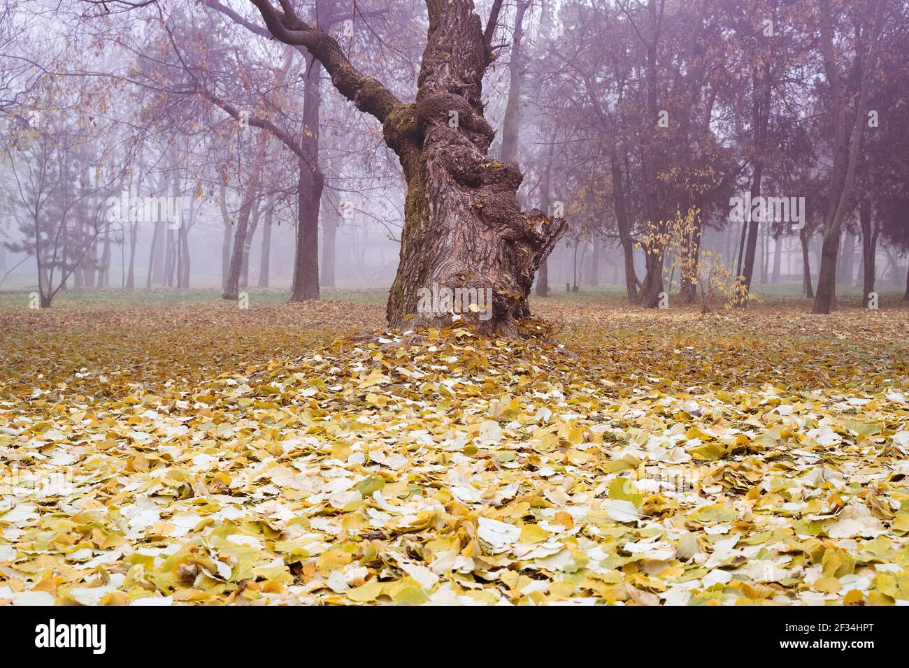 front view closeup of tilted mistic old tree with large trunk and dead ...