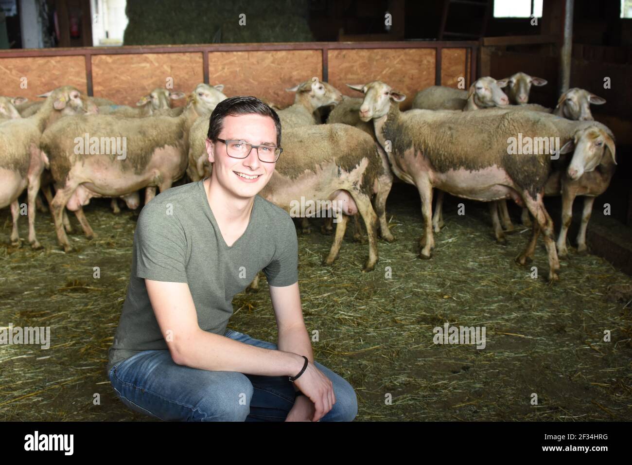 Milk producing sheep, for cheese making, Switzerland Stock Photo - Alamy