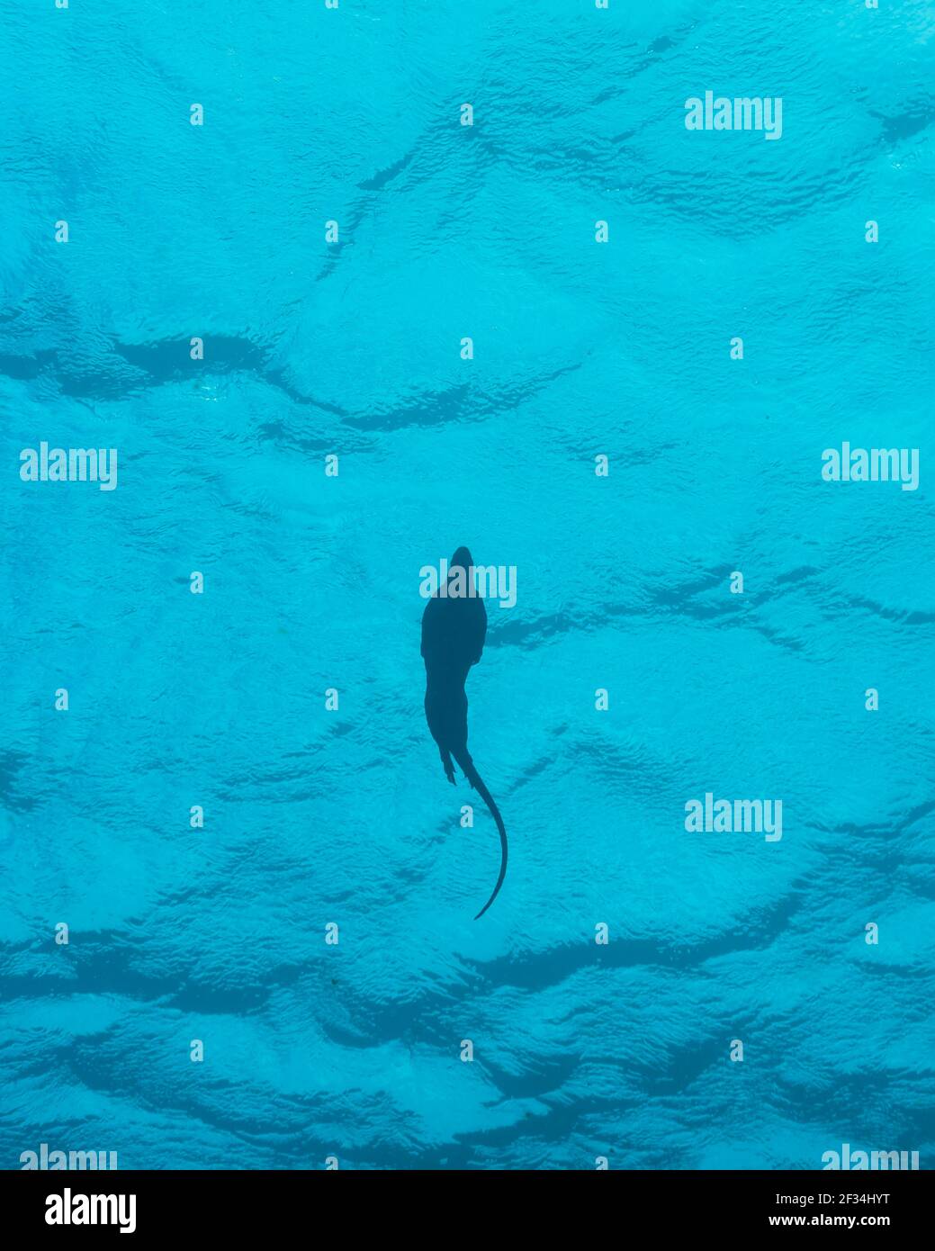 Galápagos iguana underwater hi-res stock photography and images - Alamy