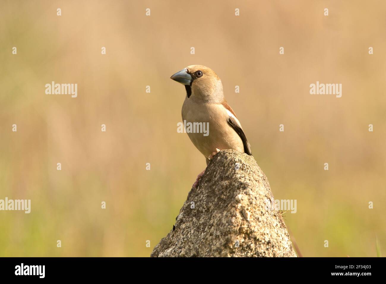 Male and female hawfinch hi-res stock photography and images - Alamy