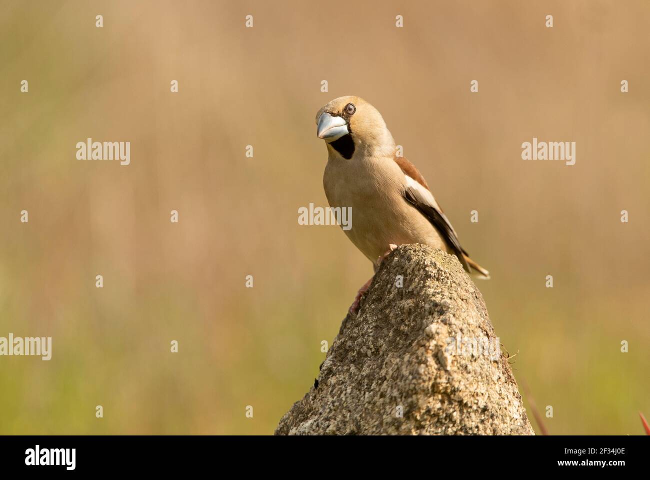 Male and female hawfinch hi-res stock photography and images - Alamy