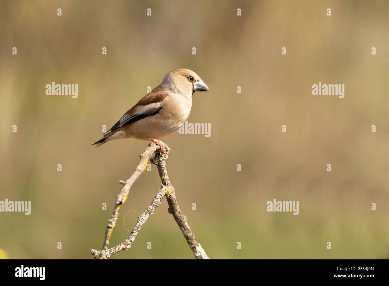 Male and female hawfinch hi-res stock photography and images - Alamy