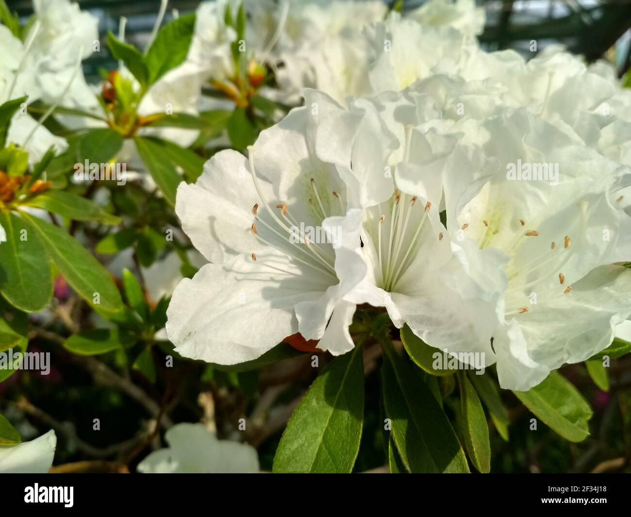 Azalea leaf hi-res stock photography and images - Alamy
