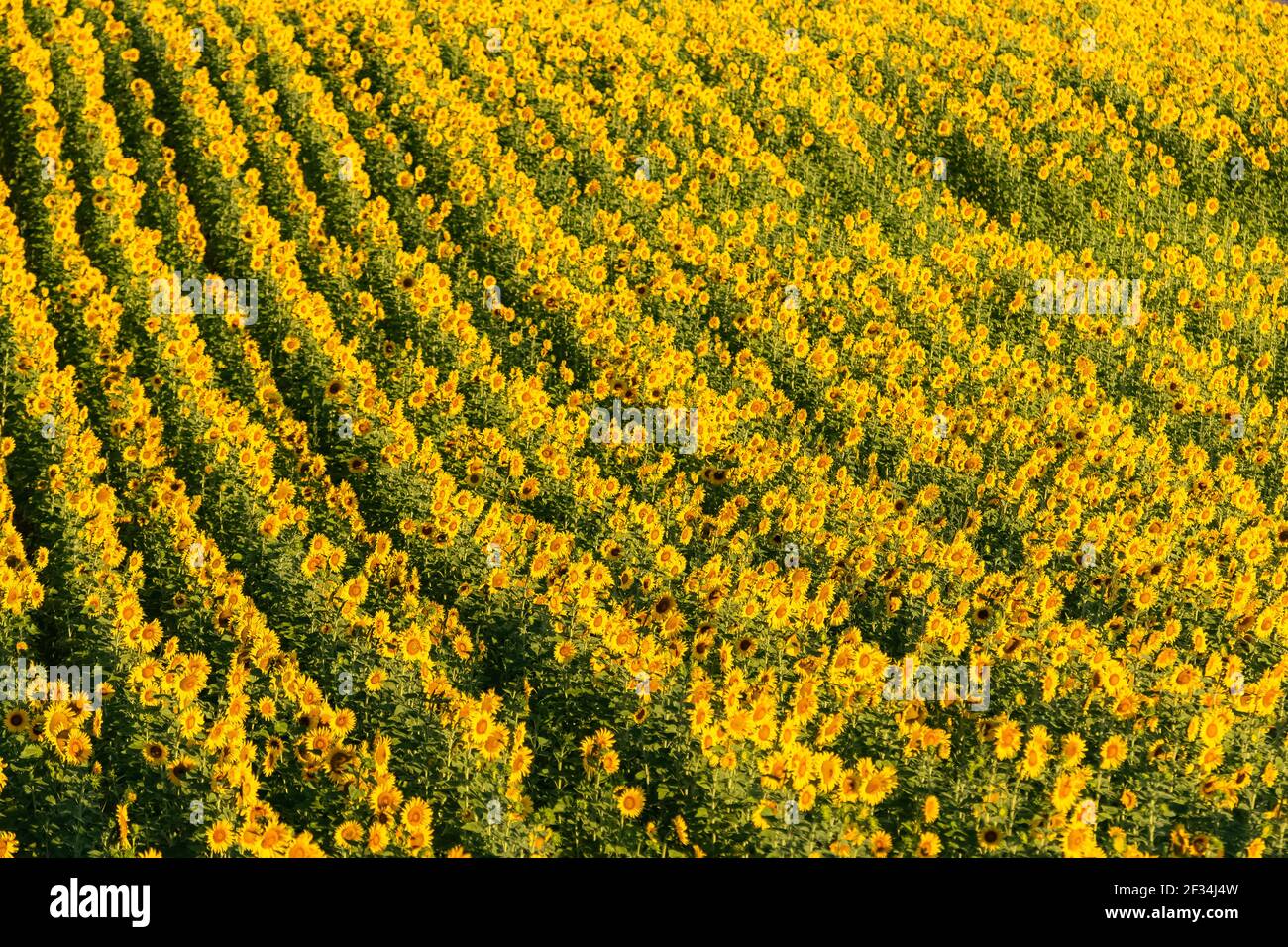 sunflowers field in full sun in Provence, yellow background Stock Photo ...