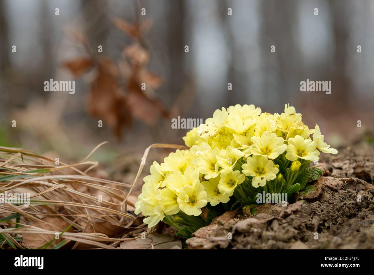 Closeup of a bunch of common primroses (Primula vulgaris) in the forest ...