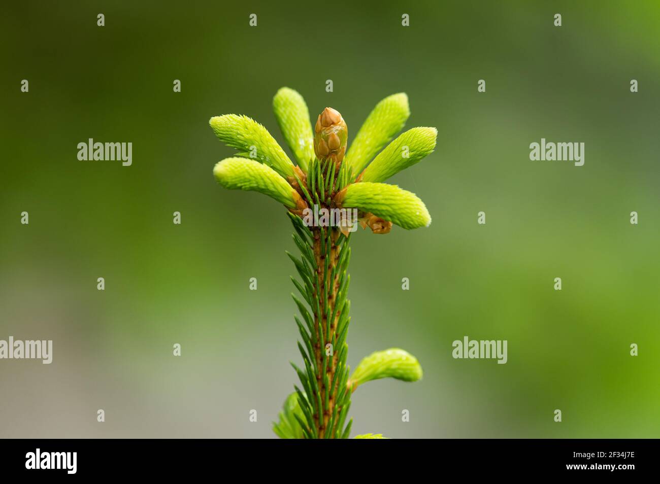 Picea abies treetop hi-res stock photography and images - Alamy