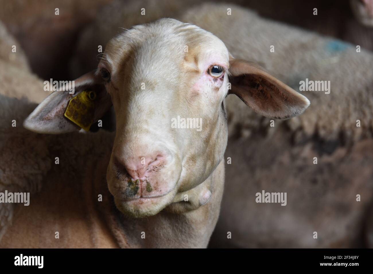 Milk producing sheep, for cheese making, Switzerland Stock Photo - Alamy