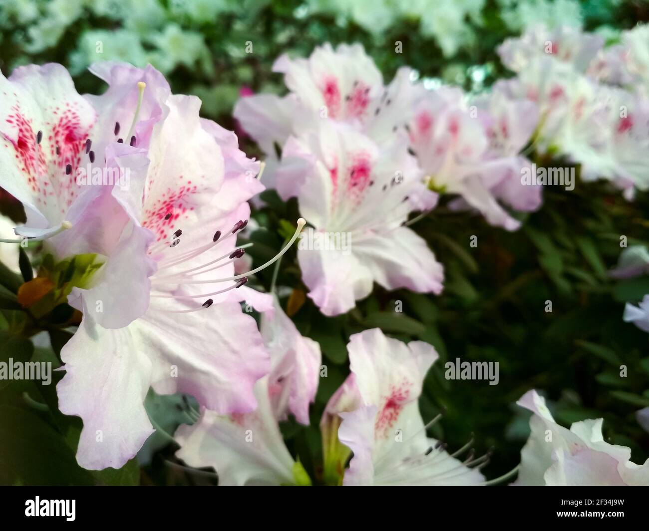 Azalea leaf hi-res stock photography and images - Alamy