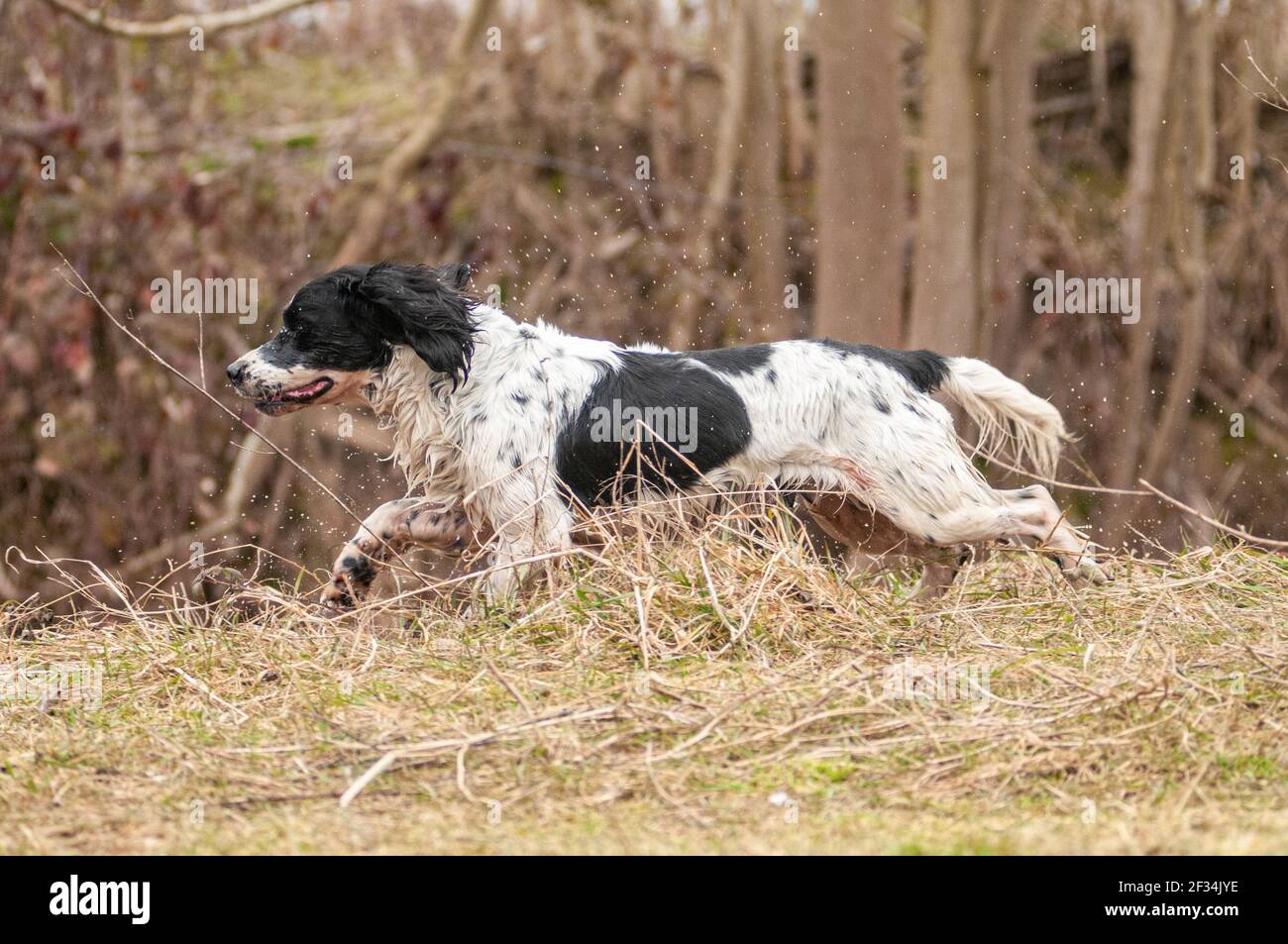 Black and white springer spaniel hi-res stock photography and images ...
