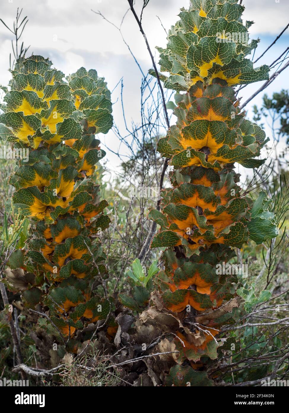 Royal Hakea (Hakea victoria), Fitzgerald River, Western Australia Stock ...